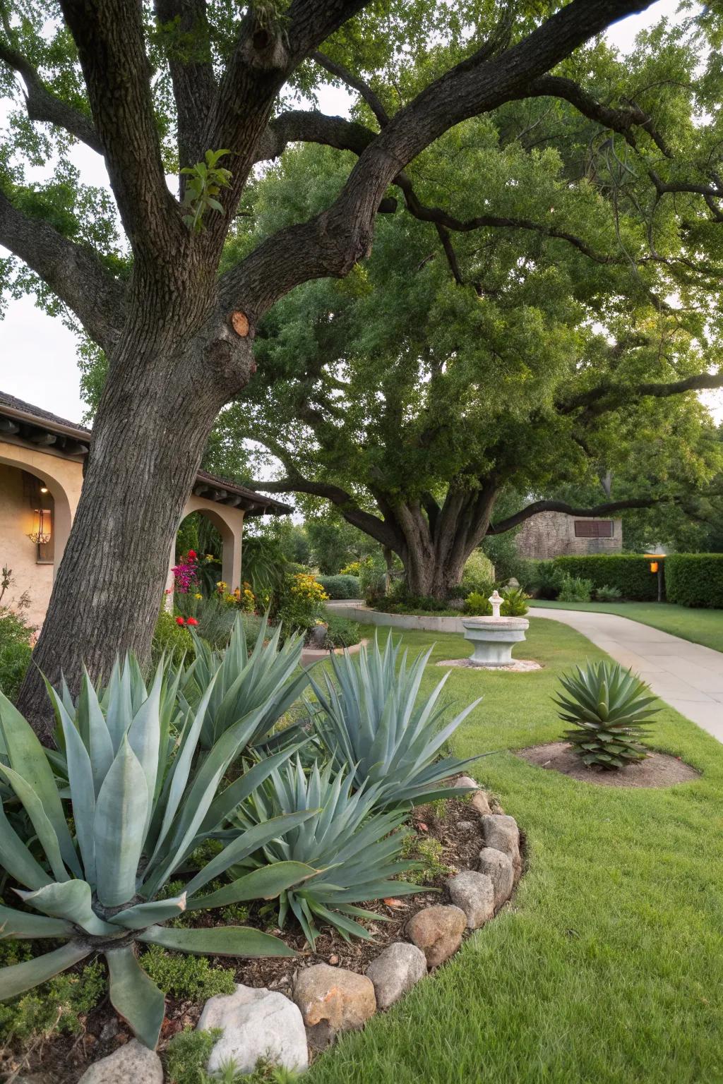17+ Inspiring Front Yard Agave Garden Ideas - Garden.eco