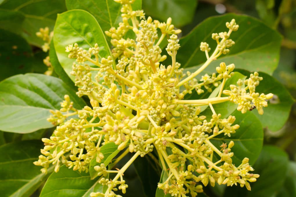 Full-Grown Avocado Tree » All The Facts and Top Tips