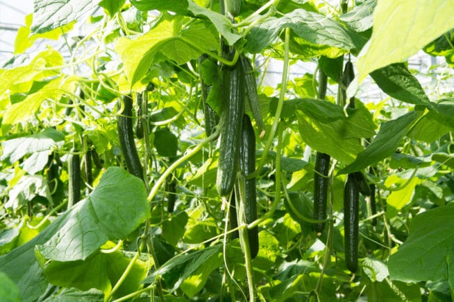 Cucumber Wilt » Why Are My Leaves so Droopy?