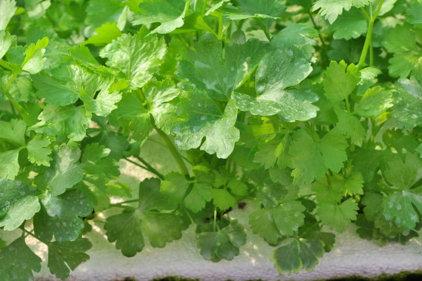 Where Does Celery Grow? » All the Tips for Success