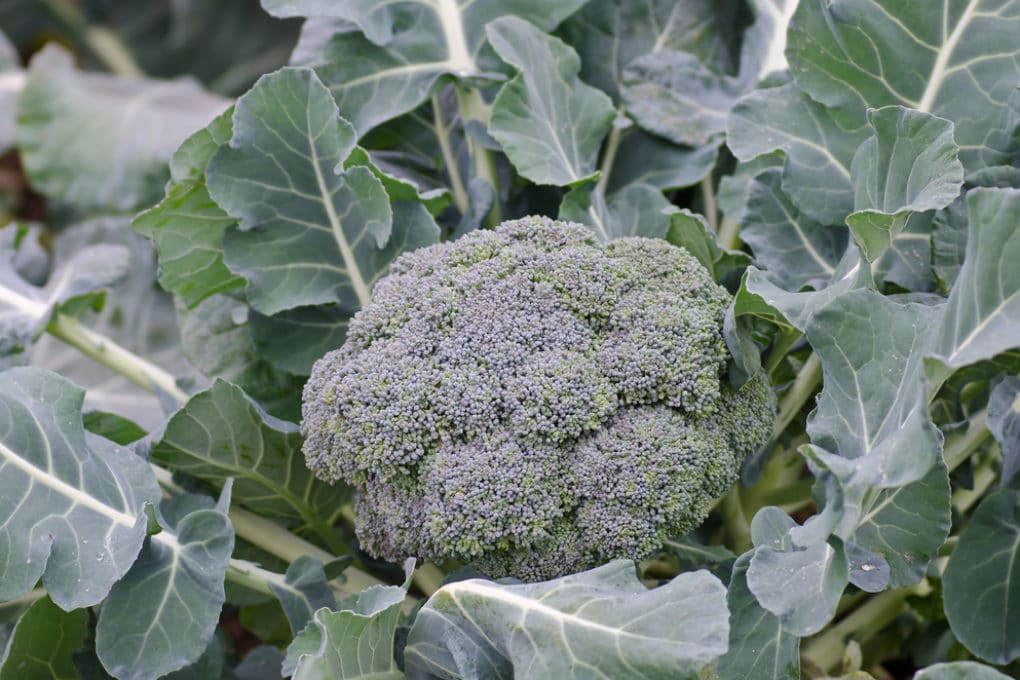 Where Does Broccoli Grow? Anywhere in the U.S.