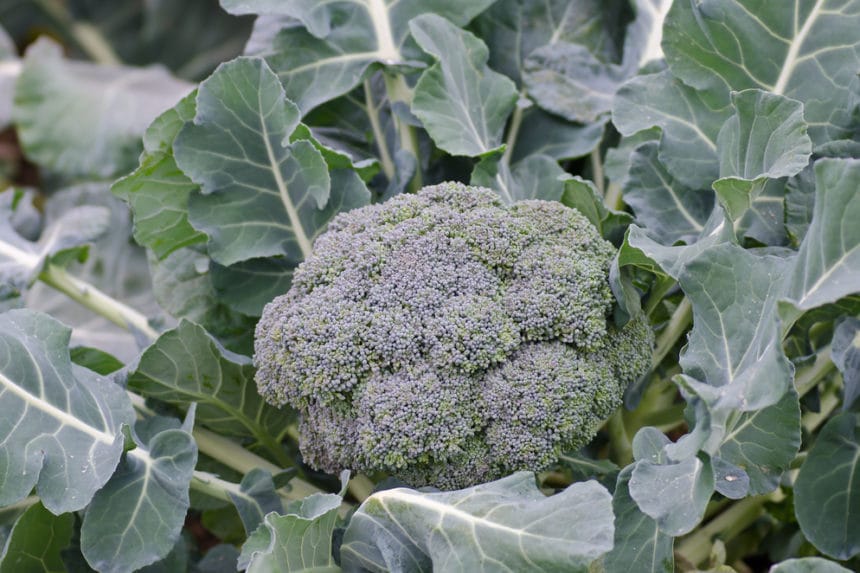 When to Harvest Your Broccoli » Removing the Mystery