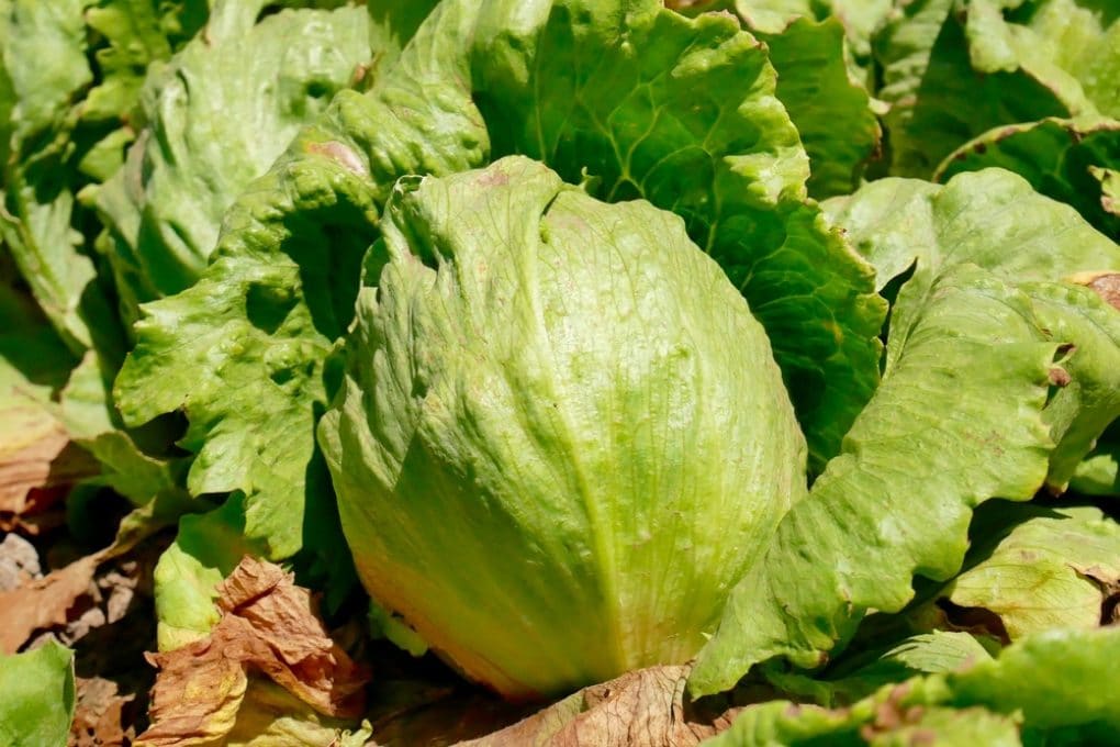 Bitter Lettuce » How to Avoid the Yuckiness