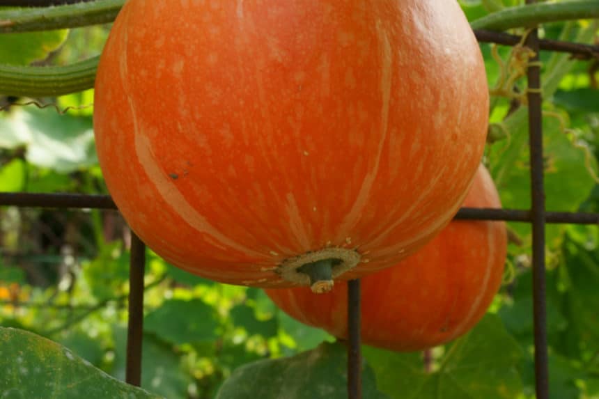 11+ Clever Ideas for Growing Pumpkins in Small Spaces