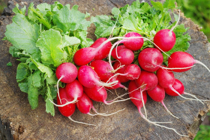 Grow Pod Radishes -- All the Facts on Growing Something Unique