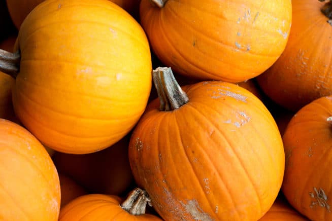 Caring for Pumpkin Vines & Keeping Them Healthy