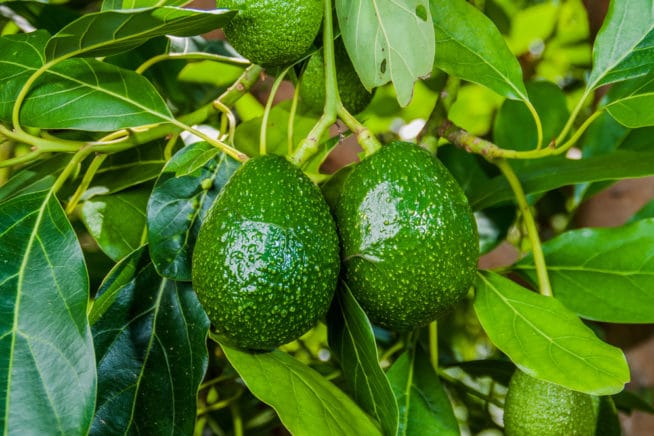 Avocado Tree Climate » Tips on Where it Grows Happy