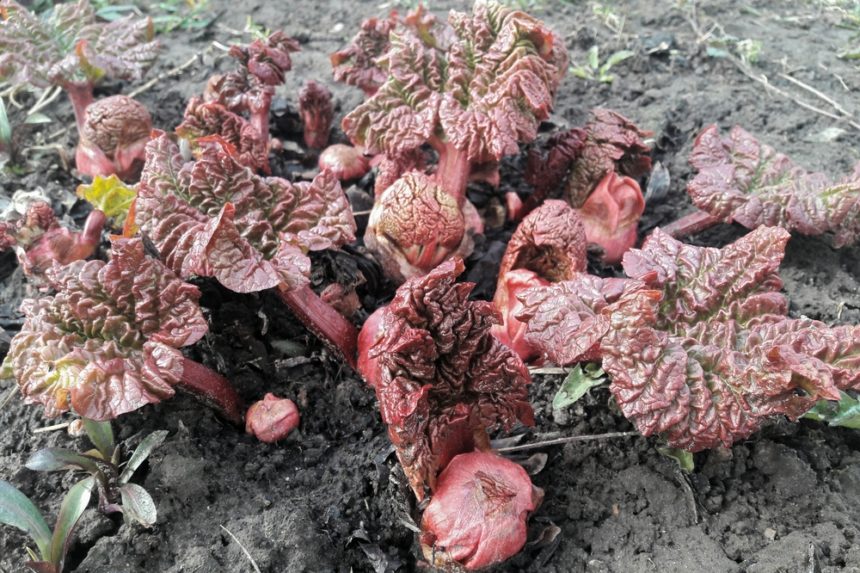 Transplanting Rhubarb » Timing is Everything