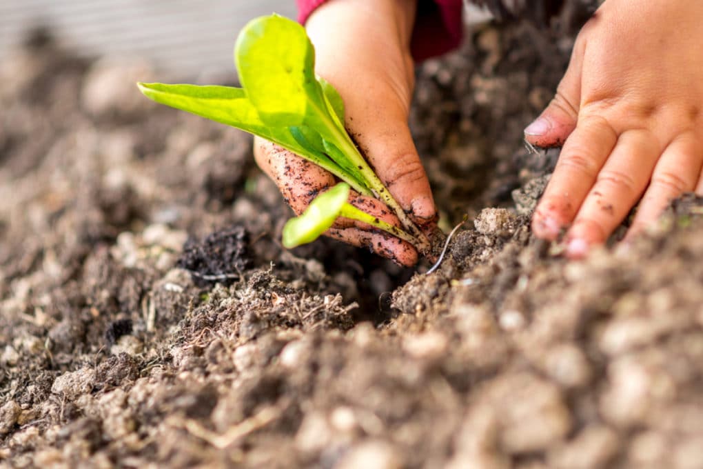 How to Harvest Swiss Chard » Options for Success