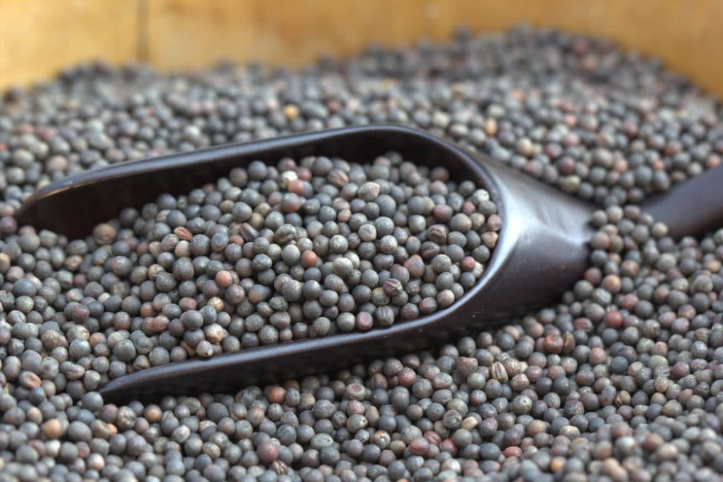 Tree Kale: Kale Grows on Trees - Garden.eco