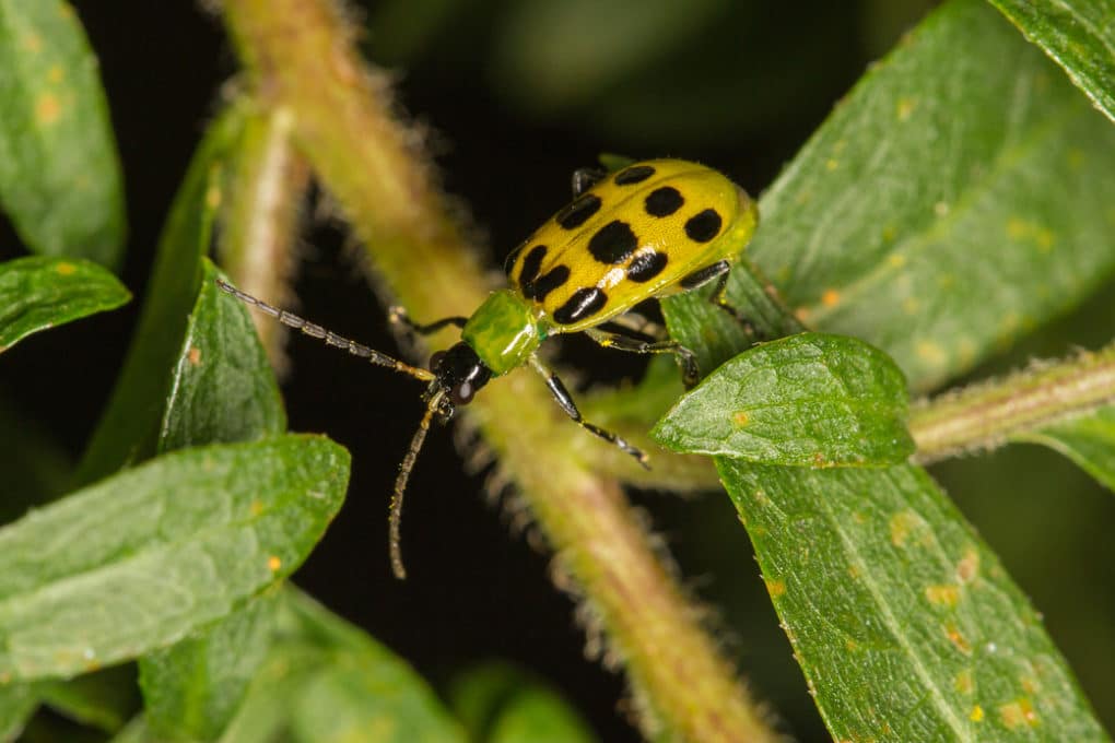 Spotted Cucumber Beetles » Protection Tips from Evil Pests