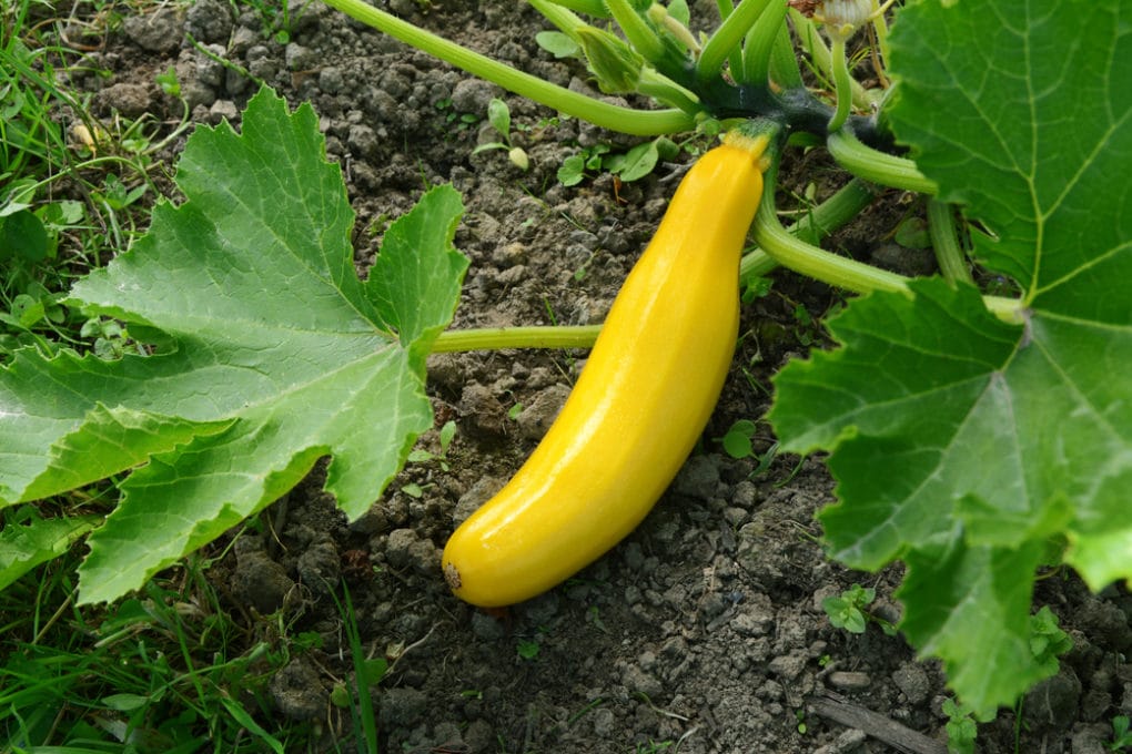 Squash Blossom End Rot » Top Tips for Prevention