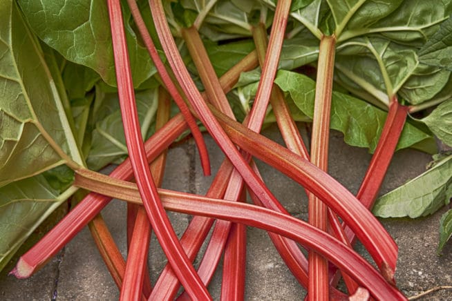 Transplanting Rhubarb » Timing is Everything
