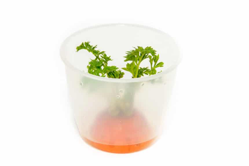 Growing Carrots From Carrot Tops A Plant Not The Root