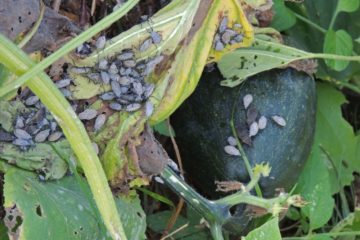 Squash Bug Eggs » Top Tips on Squashing the Pest