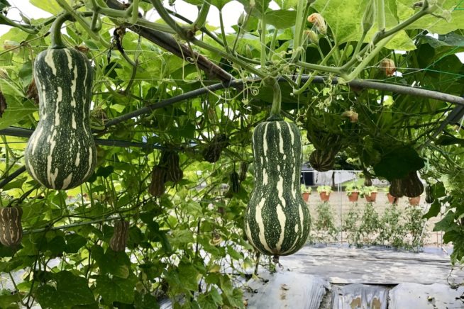 How to Grow Zucchini Vertically » Up, Up and Away!
