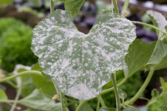 Squash Diseases » Tips on Identification & Control