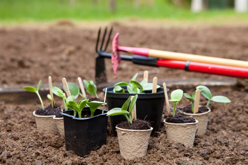 Growing Squash Seedlings & What to Do Now They've Sprouted