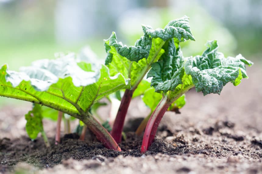 My Rhubarb is Going to Seed » Tips Why Acting Fast is Best