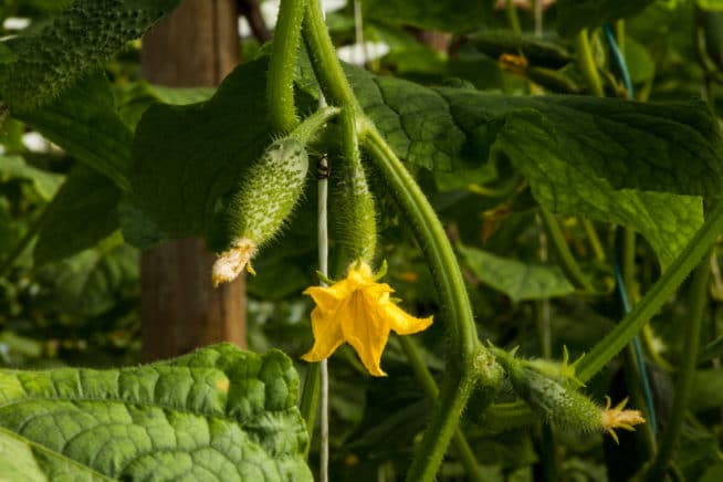 Cucumber Stages » Tips on Understanding Their Growth