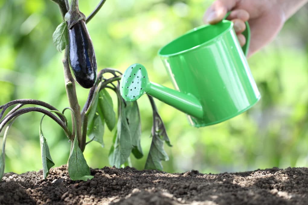 Watering Cucumbers » Tips On The Dos and Don'ts