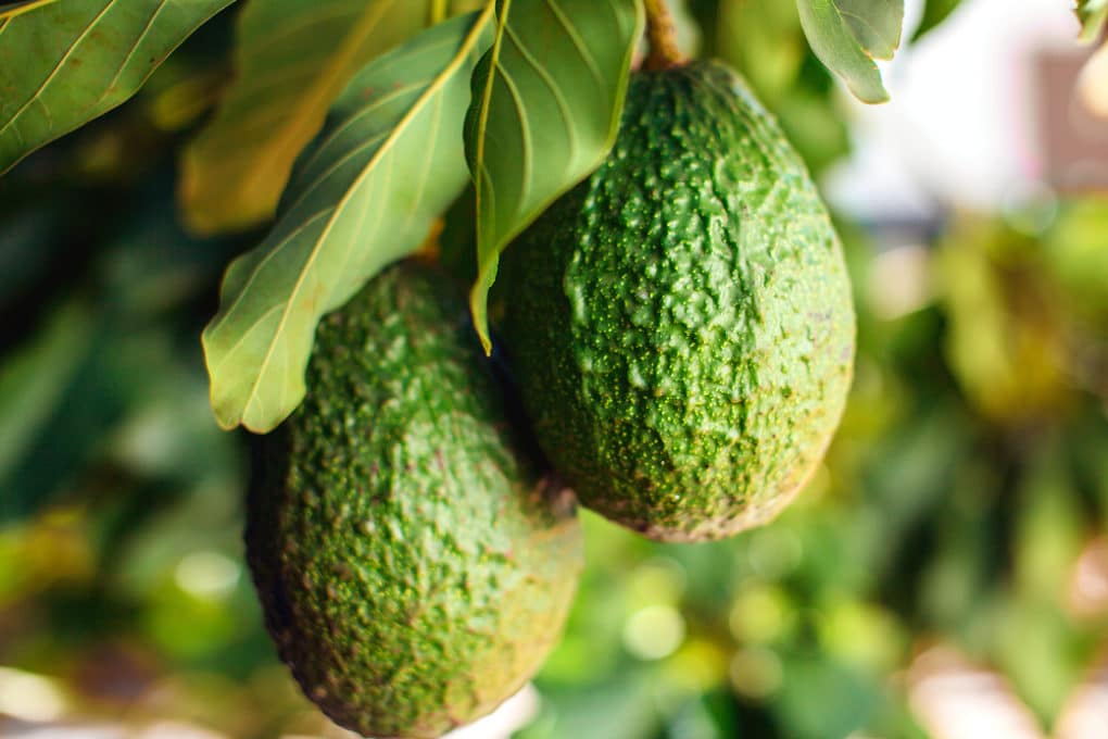 Full-Grown Avocado Tree » All The Facts and Top Tips
