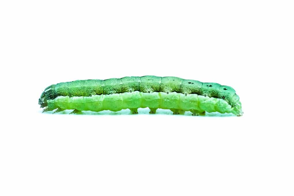 Beet Armyworms » Identification & Stopping Their Attack