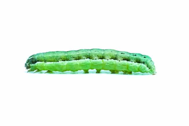 Beet Armyworms » Identification & Stopping Their Attack