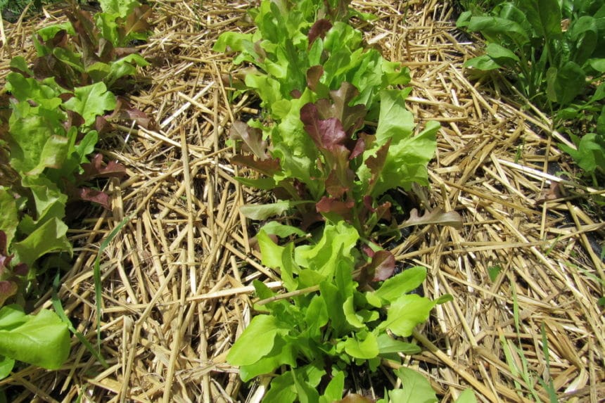 Lettuce Flowers » Everything You Need to Know
