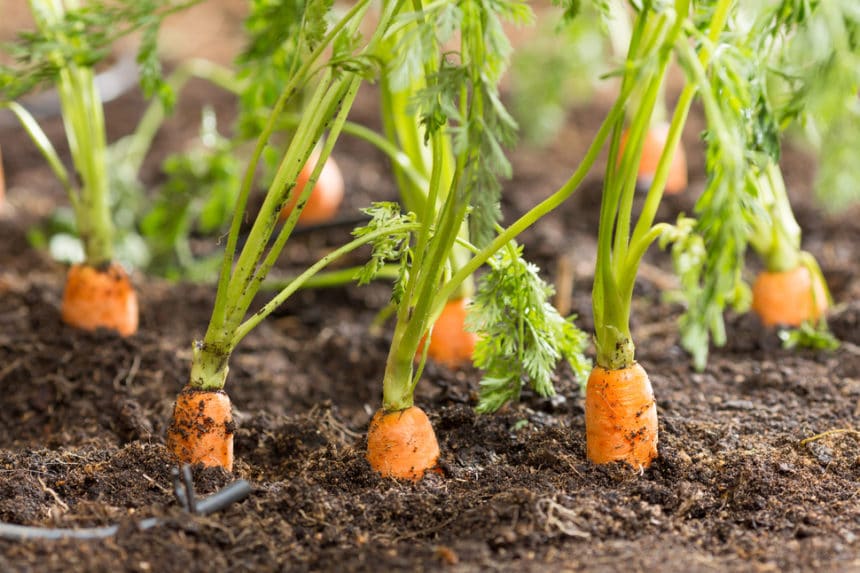Growing Bigger Carrots » Top Tips for Growing the Big Ones