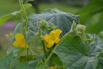 Cucumber Wilt » Why Are My Leaves so Droopy?
