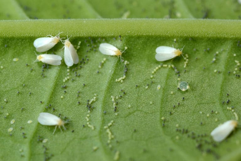 Cabbage Pests » Top Tips on Identification and Control