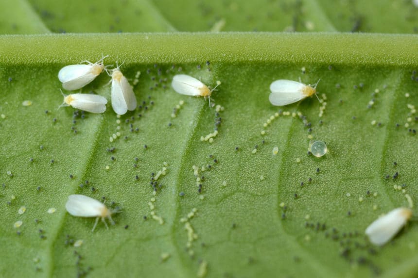 Cabbage Pests » Top Tips on Identification and Control