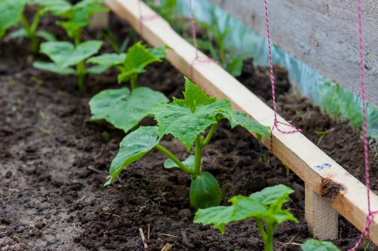 How to Stake Cucumbers the Easy, Inexpensive Way - Garden.eco
