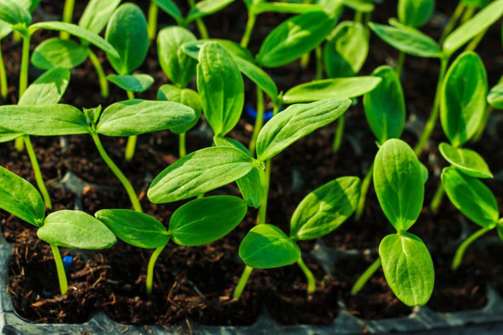 Cucumber Stages » Tips on Understanding Their Growth