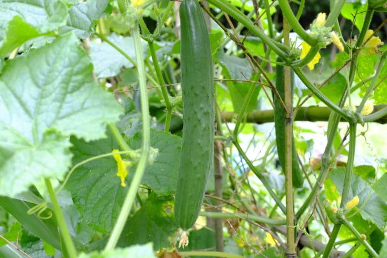Cucumber Worms » Tips for Saving Your Cukes from Evil