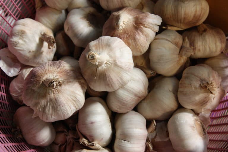 Garlic Flowers » More Than a Pretty Flower