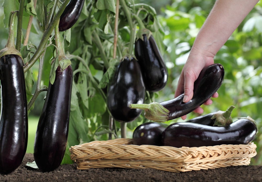 Eggplant Picking And Everything You Need To Know