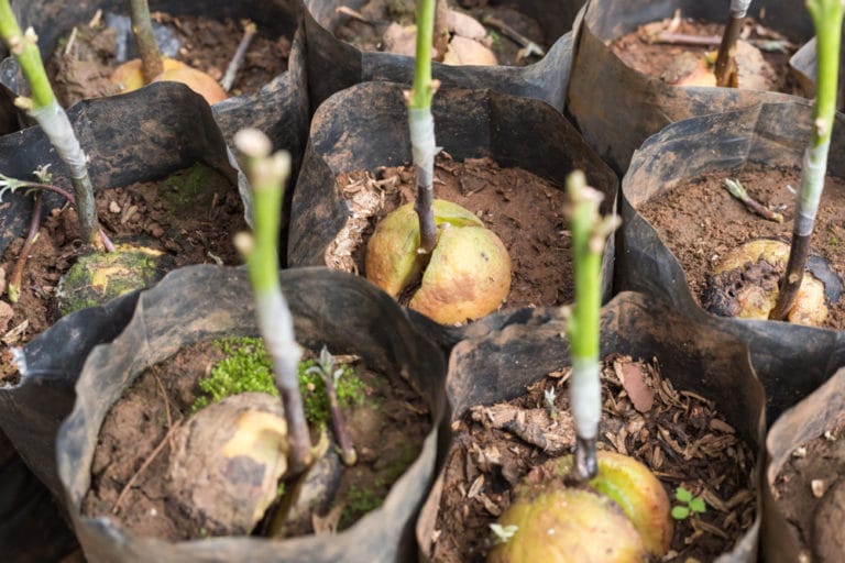 Avocado Trees & How Long to Grow a Mature Tree