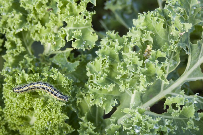 Kale Pests » Top Tips on Identification & Control