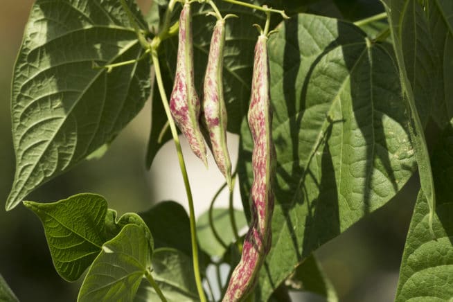 Red Bean Plants » Top Tips on Types and Growing