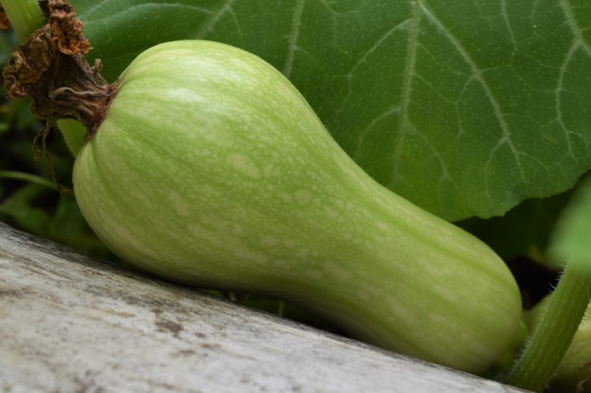 When to Plant Butternut Squash? » Top Timing Tips