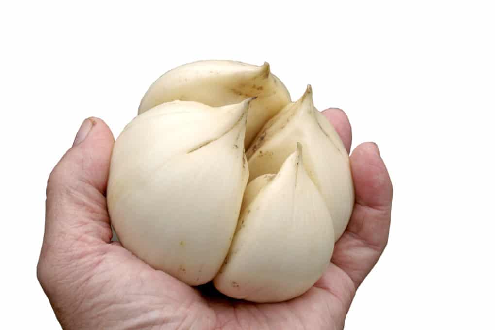 Garlic Bulbils » Everything You Need to Know
