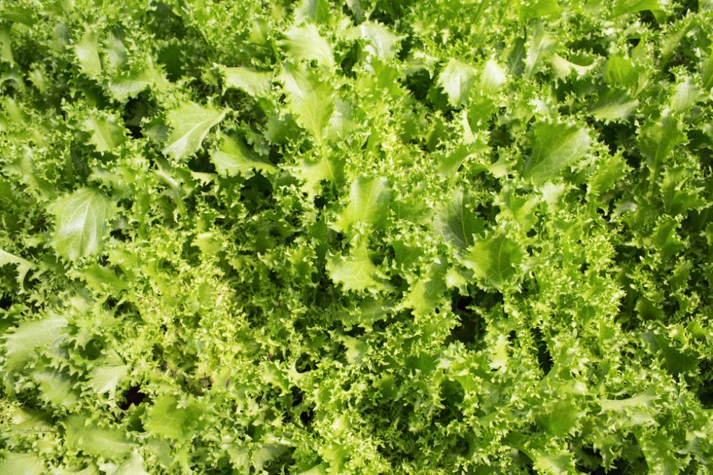 Growing Endive and Channeling Your Inner Farmer