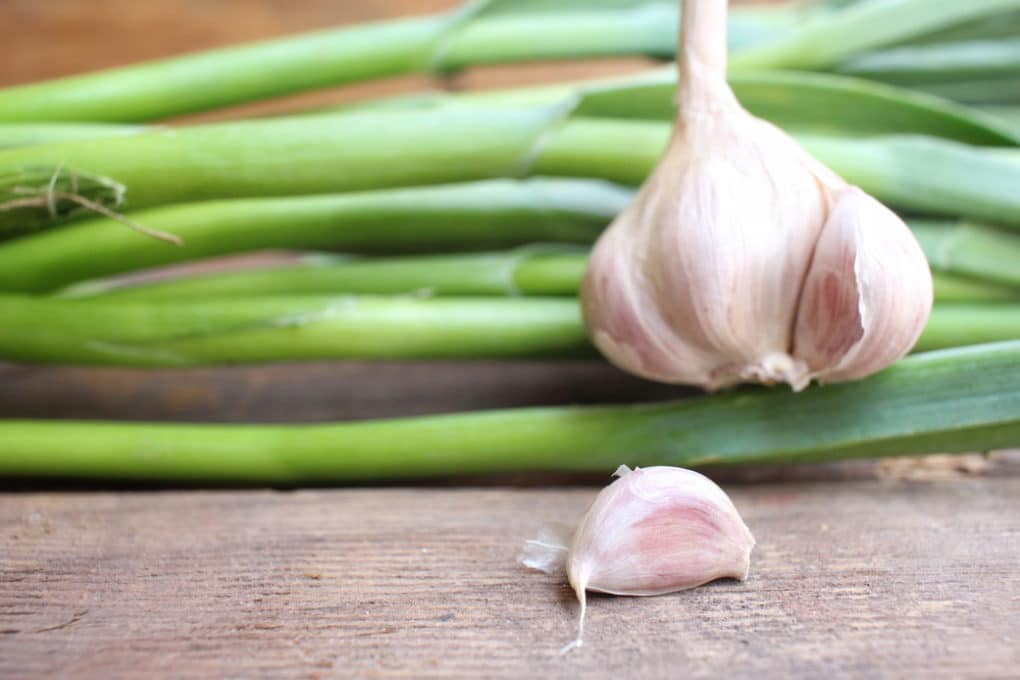 Growing Garlic from Seed » Top Tips for Success