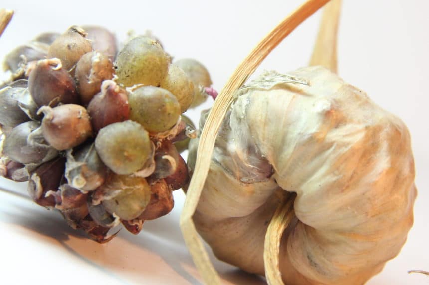 Garlic Bulbils » Everything You Need to Know