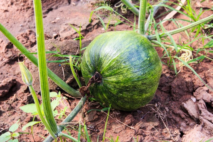 Growing the Popular Japanese Kabocha Squash - Garden.eco