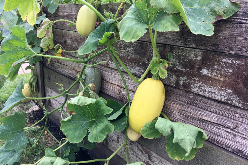 How to Store Spaghetti Squash » Keeping it Fresh & Tasty