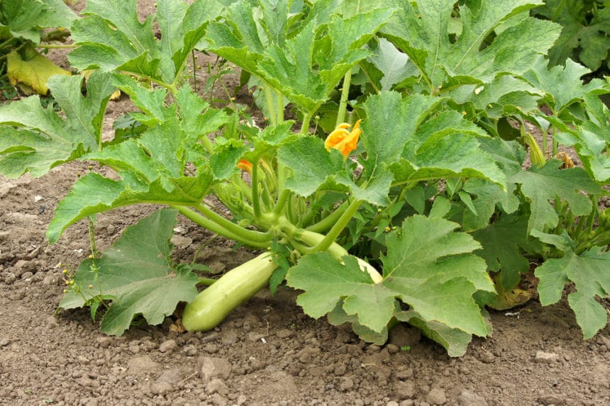 Squash Diseases » Tips on Identification & Control