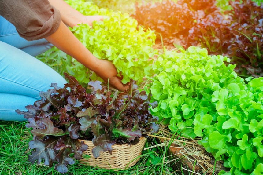 How to Harvest Lettuce Seeds - Garden.eco